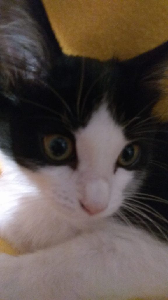 Oreo (Félix) – PROHUELLAS