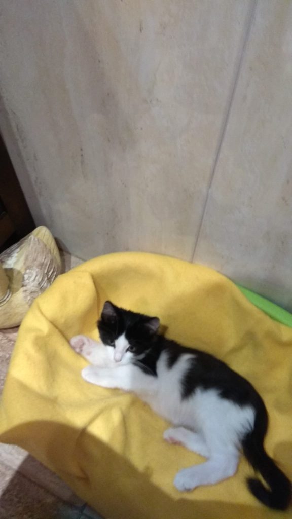 Oreo (Félix) – PROHUELLAS